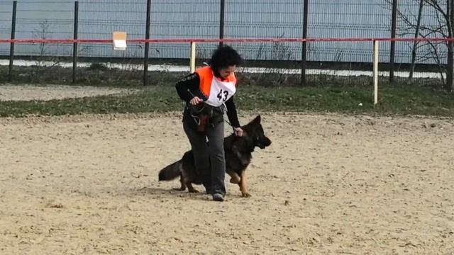 1 Оч/хор Баларис ЧЕЗЗА +++ №43. НОВОРОССИЙСК 21 марта`26 Моно немецких овчарок