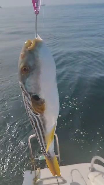 Отлично отловился на оснащённые троллинговые блёсны №118 и №5 от Mr. Musurok 🤝😃