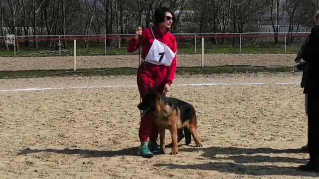 ЩЕНКИ КОБЕЛИ / КЧК НОВОРОССИЙСК 21 марта`26 K.Sozeri Моно немецких овчарок