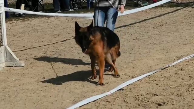 ПОДРОСТКИ КОБЕЛИ / КЧК НОВОРОССИЙСК 21 марта`26 K.Sozeri Моно немецких овчарок