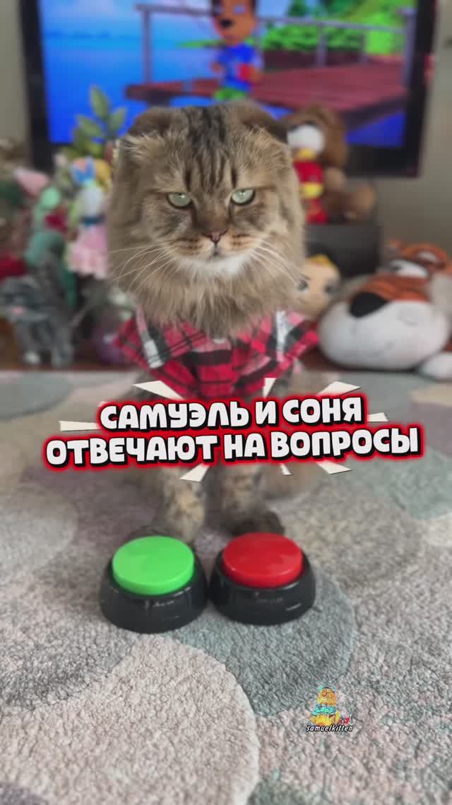 Самуэль и Соня отвечают на вопросы🐾😻 #котики #юмор #говорящиекоты