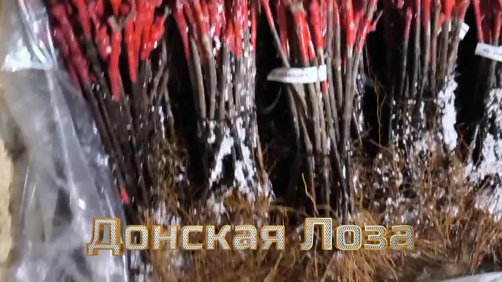 Саженцы технического винограда Ростов-на-Дону Донская Лоза