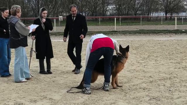 2 Оч/хор ЮСС EVE v. Aischtal Blick №29 / КЧК НОВОРОССИЙСК 21 марта`26 K.Sozeri Моно немецких овчарок