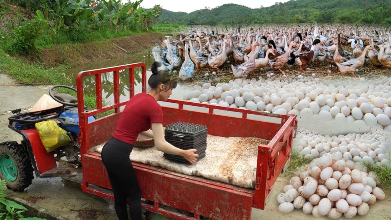 125 дней сбора большого количества утиных яиц, плодов хлебного дерева, арбузов... Продано