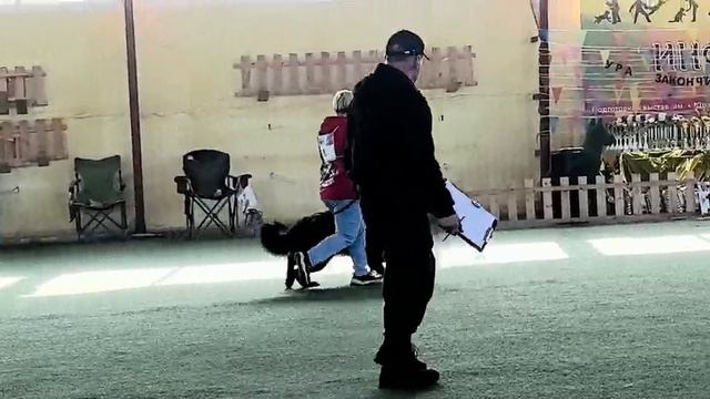 4 Отл. YUNGAR v. Wald House +++ №71. БРОННИЦЫ 14 марта`26 Моно немецких овчарок