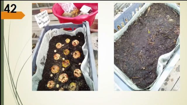 Подготовка к зиме декоративных кустарников и винограда. Надежда Марценюк