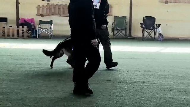 1 Оч/хор Клан Торнадо ЖАРДИН БЛЭК КВИН им №90. БРОННИЦЫ 14 марта`26 Моно немецких овчарок