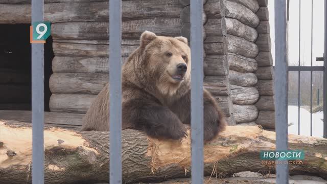 Новости Старого Оскола от 25 марта