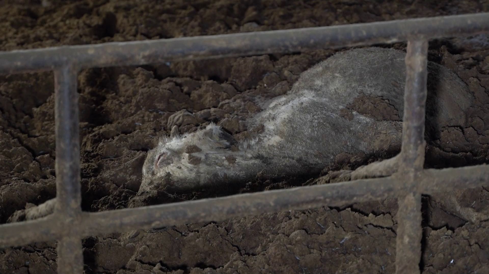 До пяти лет тюрьмы грозит ольскому фермеру за гибель нескольких десятков коров