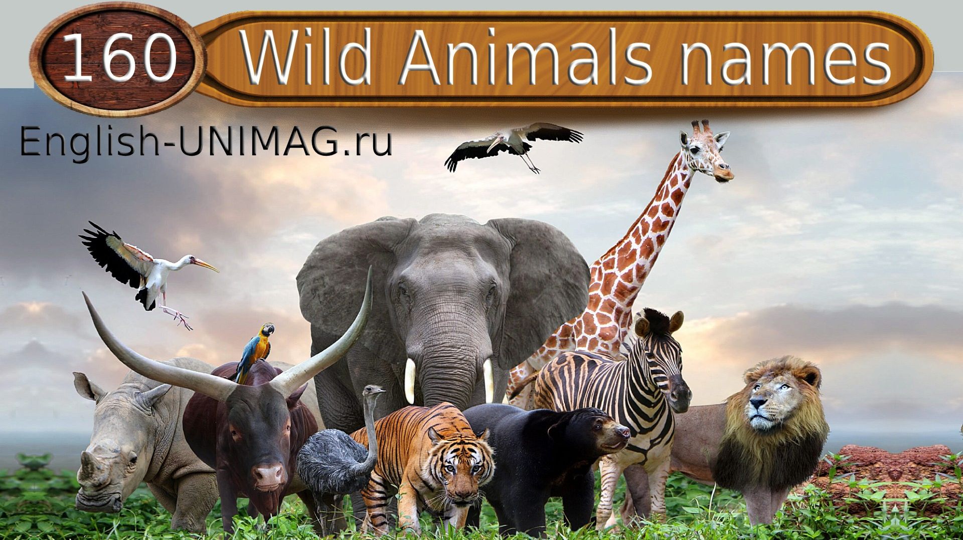Wild Animals Names. Полный комплект из 160 English видео-карточек для прокачки словарного запаса.