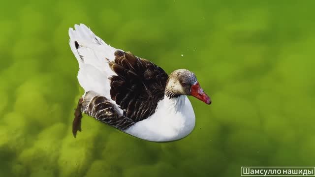 #Коран#АльБакъара#СамыеКрасивыеМеста#Relaxation##Islam#Quran#AlBaqarah'#Minshawiy #4кВидео#43часть#