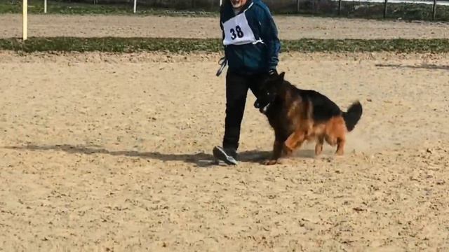 1 Отл. КЧК Леруа Мадлен МАЙБАХ +++ №38. НОВОРОССИЙСК 21 марта`26 Моно немецких овчарок