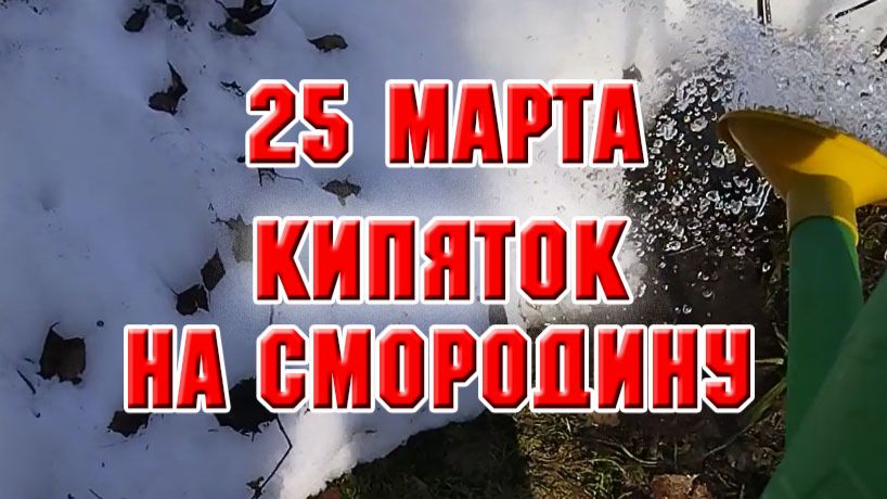 25 марта. Подкормила и прорыхлила тюльпаны. Полила кипятком смородину