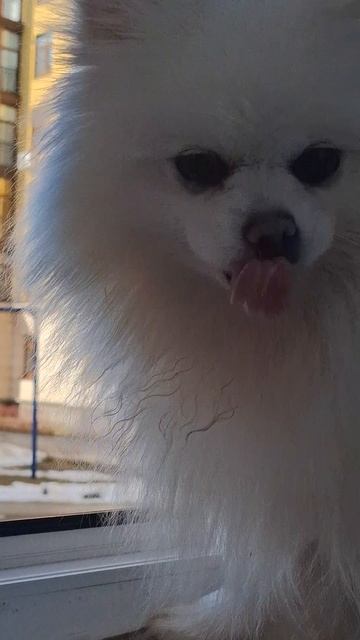 Хвост виляет весной: приключения пса на подоконике ШпицБуль Ресничка 🌞#ШпицБуль #милыеживотные