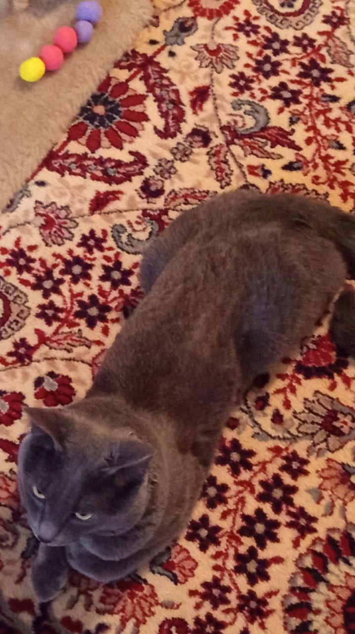 Кот Атос очень серьёзен. #shorts #котатос #животные #коты #серьёзныйкот