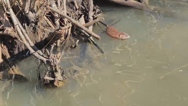 Ондатра, или мускусная крыса. Забавный зверёк. Покровское-Стрешнево. Март 2026