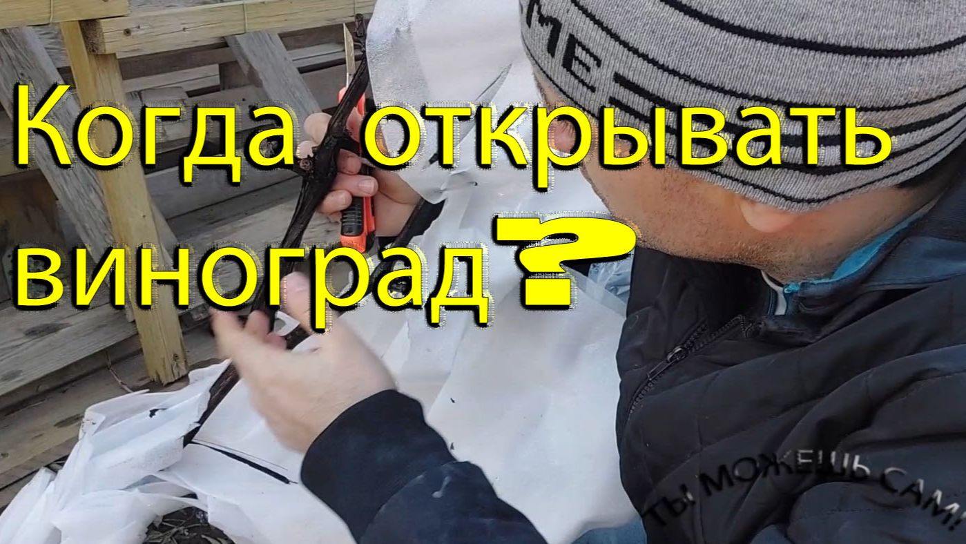 Когда открывать виноград