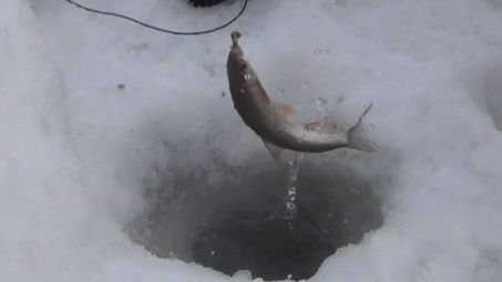 Зимняя Рыбалка 2026 на рыбу ЕЛЕЦ Поклевка Подсечка Тянем Сибирь Охота