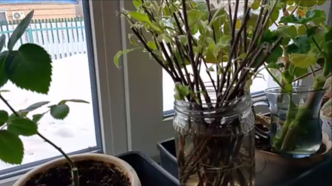 чем же теперь поливать рассаду