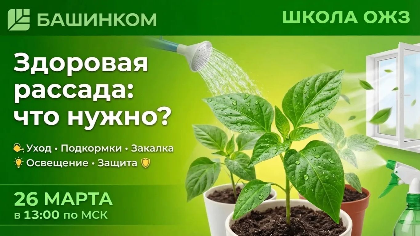 Уход за рассадой, что в нее входит? Школа ОЖЗ