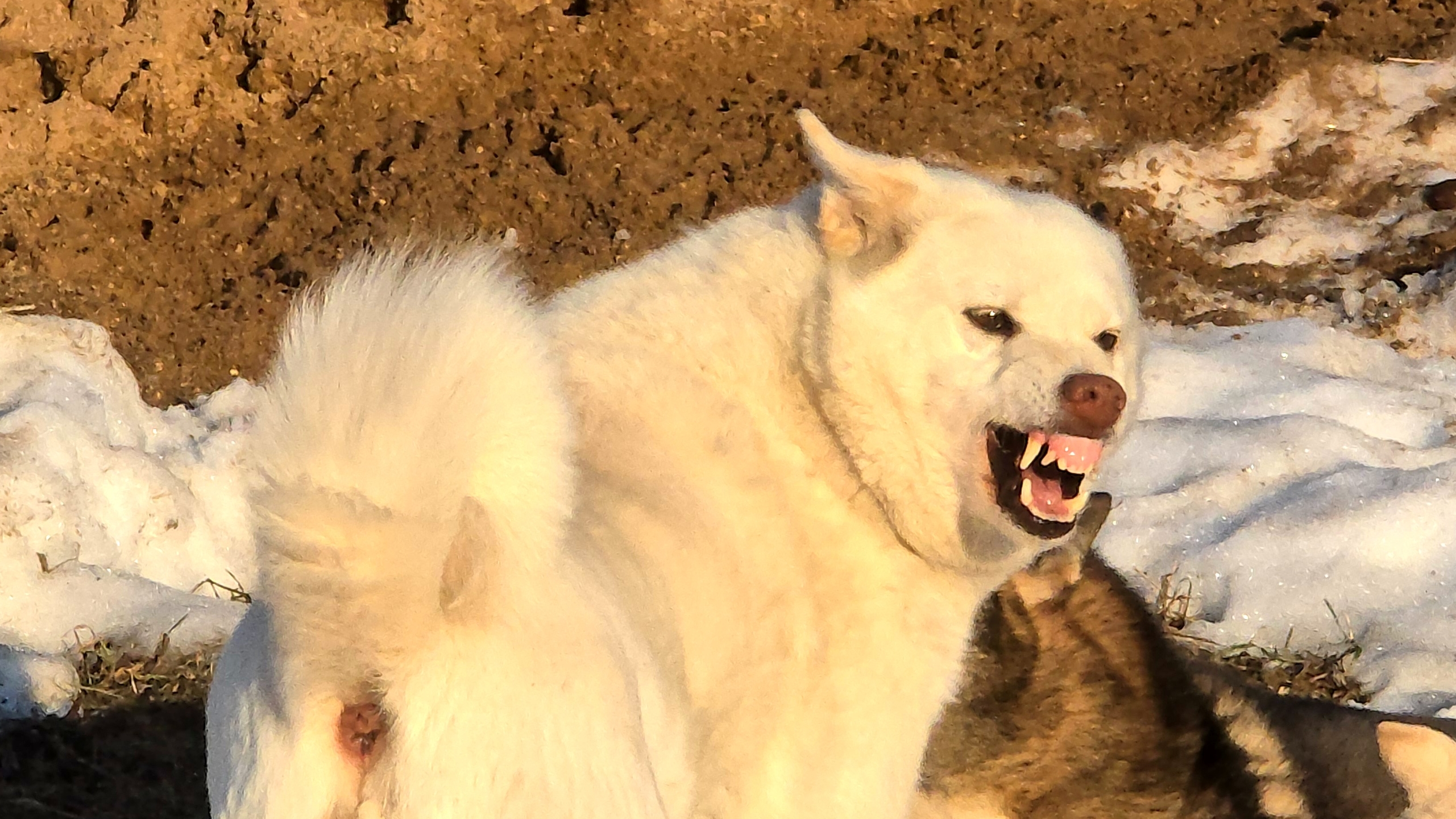Первые гуси/лайки/утки/