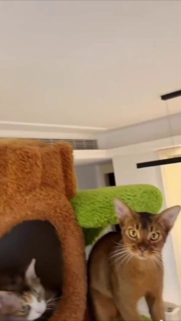 Смешные коты #116-3