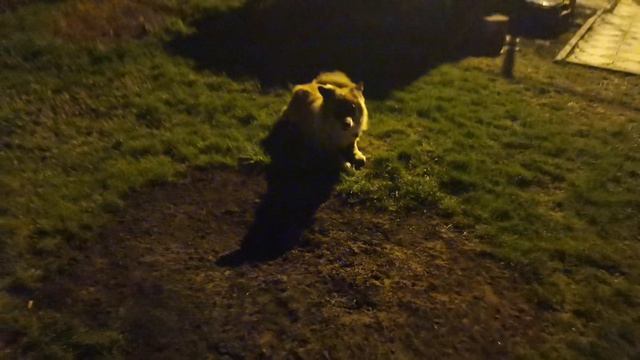 Реактивный уже не кутёнок пёс