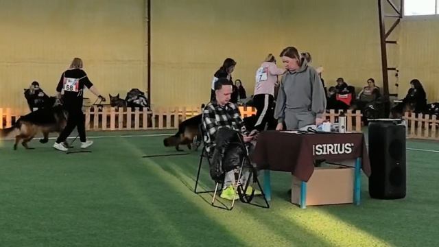 МОЛОДЫЕ КОБЕЛИ ДШ / КЧК БРОННИЦЫ 14 марта`26 З.Данильченко Моно немецких овчарок