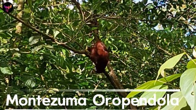 звуки птиц в природе на 18 изменить