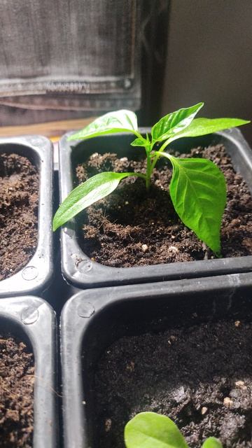 25-03-2026 пикировка баклажанов, клубники, петуньи.