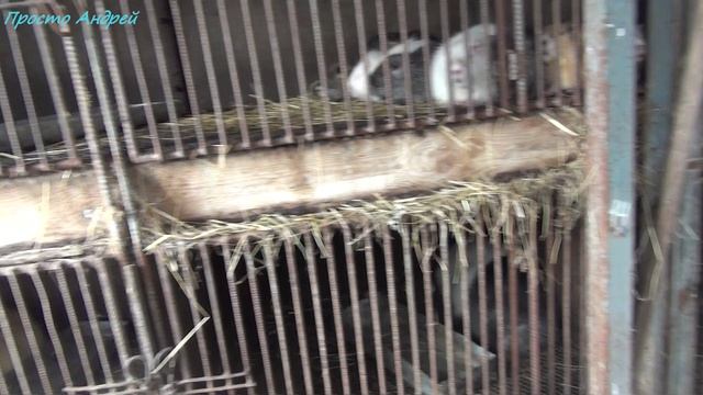 НУТРИЯ пополнение будет эксперемент