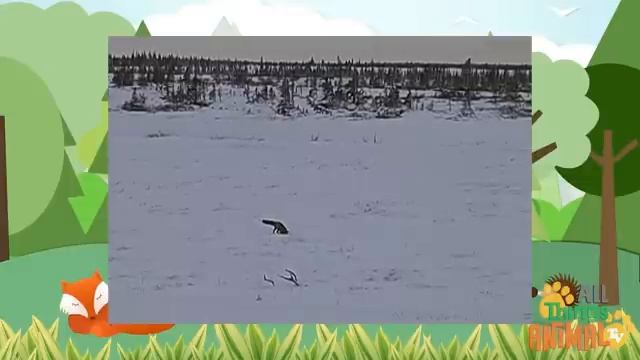 FOX Animals For Kids All Things Animal TV