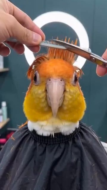 Посетил барбершоп