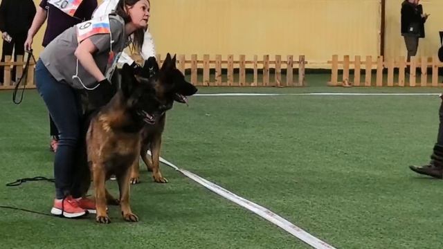 РАБОЧИЙ КОБЕЛИ / КЧК БРОННИЦЫ 14 марта`26 З.Данильченко Моно немецких овчарок