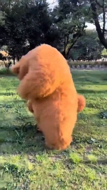 На концерте