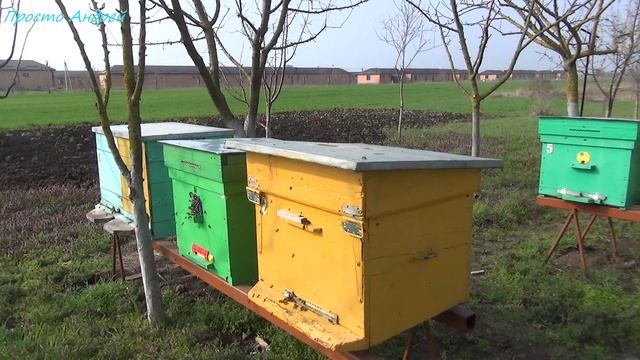 Пчеловодство весенние заботы