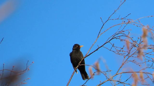 Весенняя песня чёрного дрозда на Ижоре