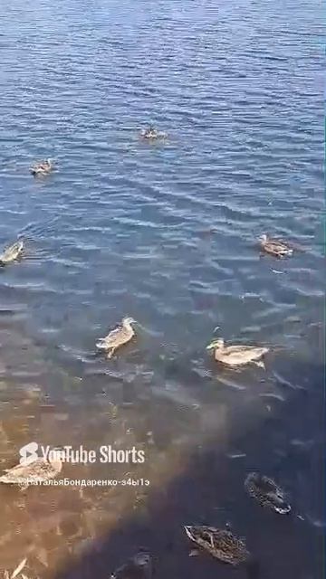 Кормлю уток# Релакс# Гармония#2025#