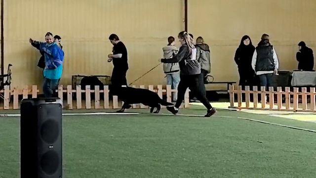 БЕБИ КОБЕЛИ / КЧК БРОННИЦЫ 14 марта`26 З.Данильченко Моно немецких овчарок