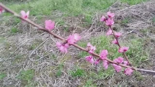 Как цветут деревья в саду Абхазии