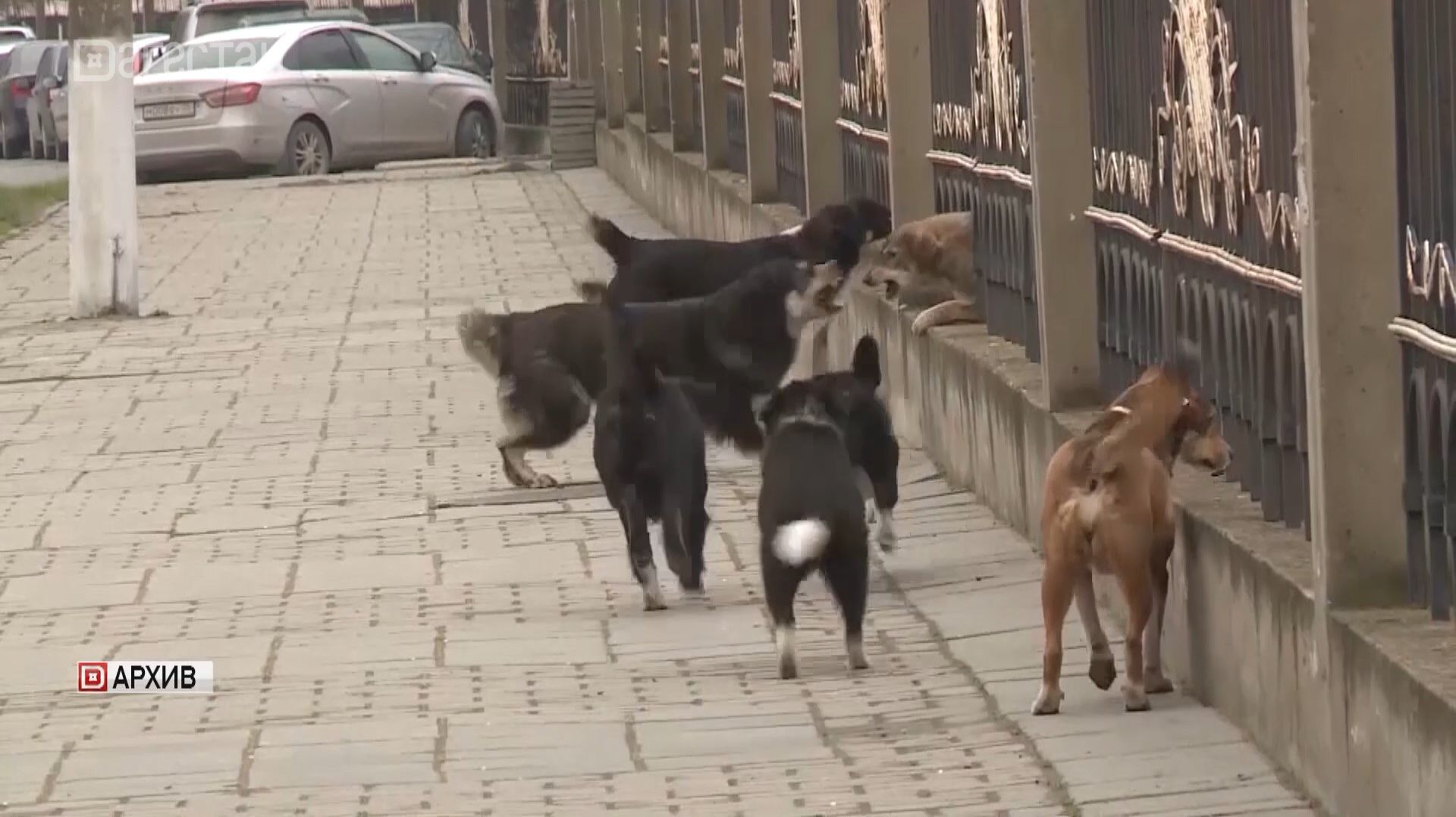 Депутаты НС обсудили вопросы ответственного обращения с животными