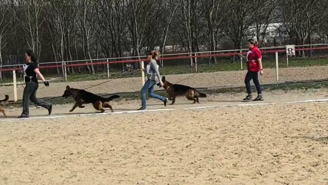 ЮНИОРЫ СУКИ / КЧК НОВОРОССИЙСК 21 марта`26 K.Sozeri Моно немецких овчарок