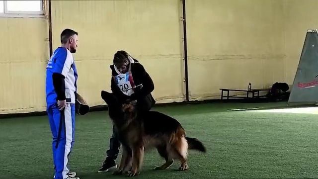 3 Отл. Strong End Soft NEJMAN +++ №70. БРОННИЦЫ 14 марта`26 Моно немецких овчарок