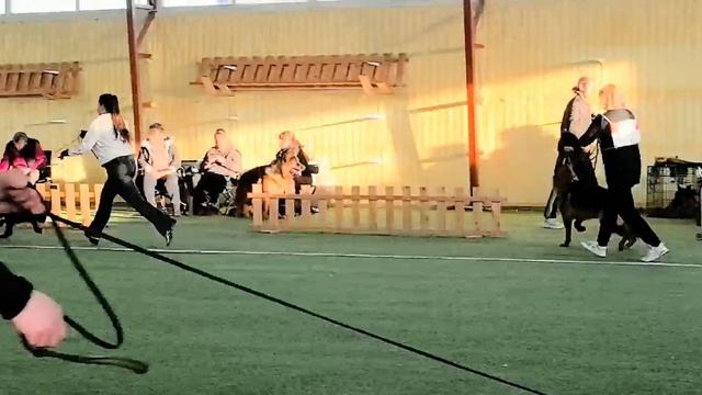 МОЛОДЫЕ СУКИ / КЧК БРОННИЦЫ 14 марта`26 З.Данильченко Моно немецких овчарок