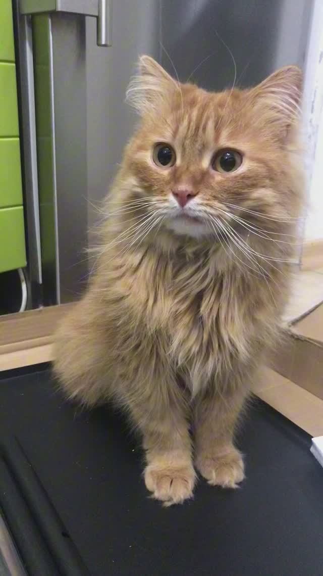 Альфушка ❤️❤️ 🙀