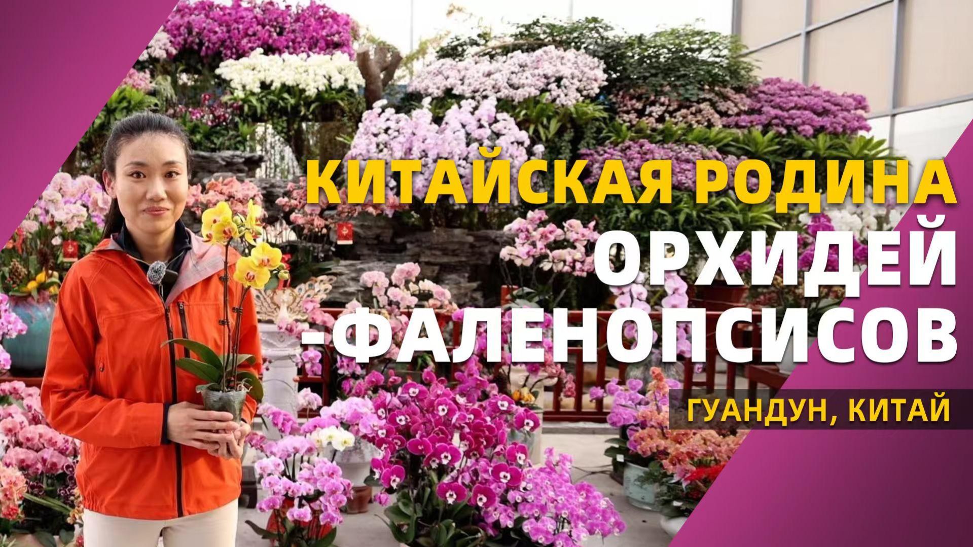 Китайская родина орхидей-фаленопсисов