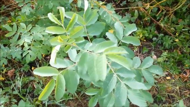 Мир умытый дождём