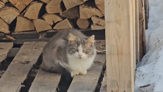 🔥 Голодную Кралю привёл Пират в ресторан "Три кота и Гости " Клёпа не против 🐈