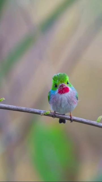 Кубинский тоди