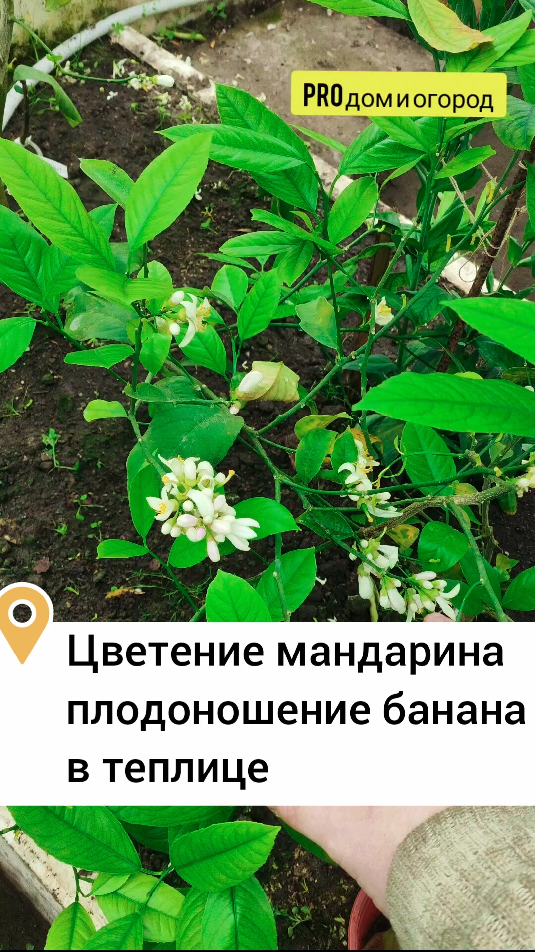 Как цветёт мандарин